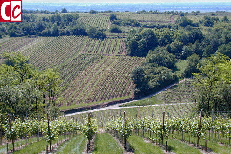 What is a Viewpoint in Photography and How does it Impact our Images?