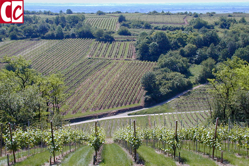 What is a Viewpoint in Photography and How does it Impact our Images?