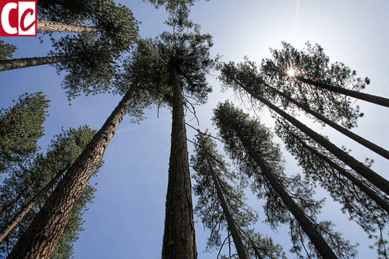 What is a Viewpoint in Photography and How does it Impact our Images?