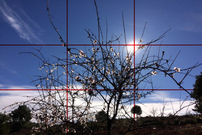 What is Composition in Photography? 7 Tips to Improve your Images