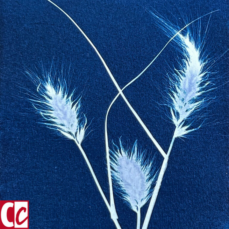 How to Get Started with Cyanotype to Create Splendid Blue Prints?