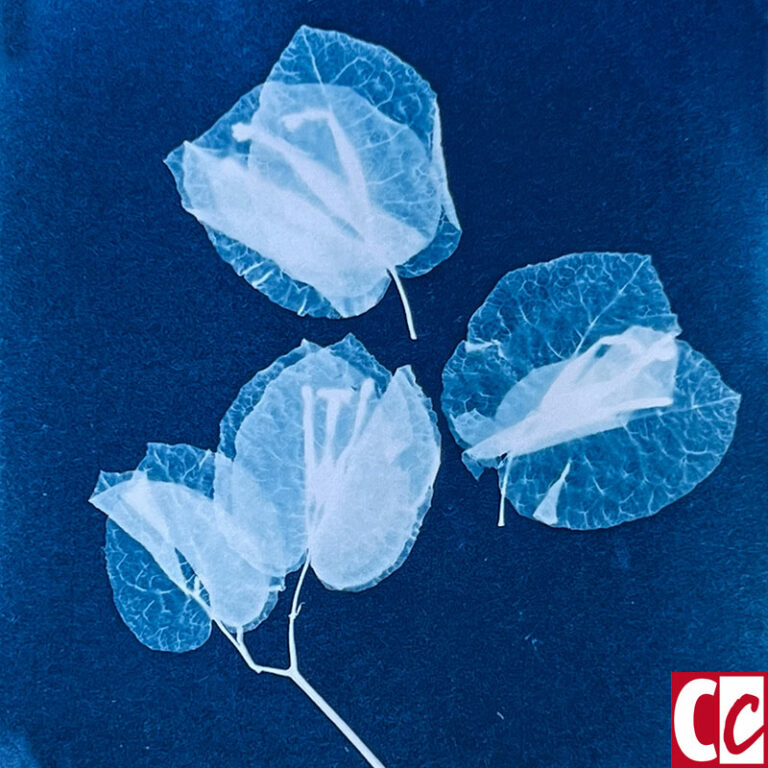 How to Get Started with Cyanotype to Create Splendid Blue Prints?