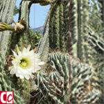 Important to Know the Difference between Pixels and Vectors?